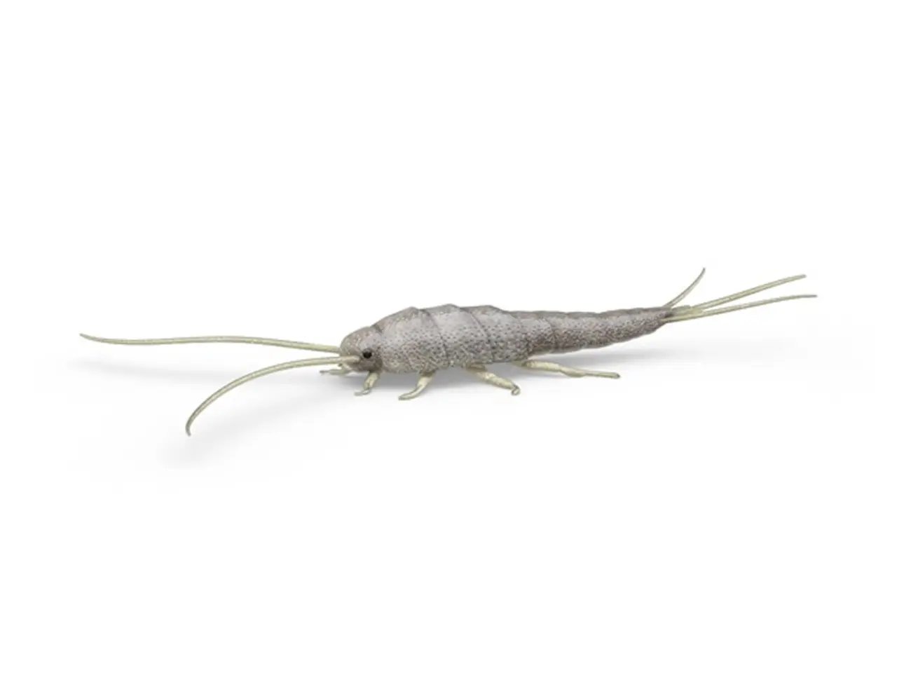 Silverfish | Baygon® – Your special brand against insects