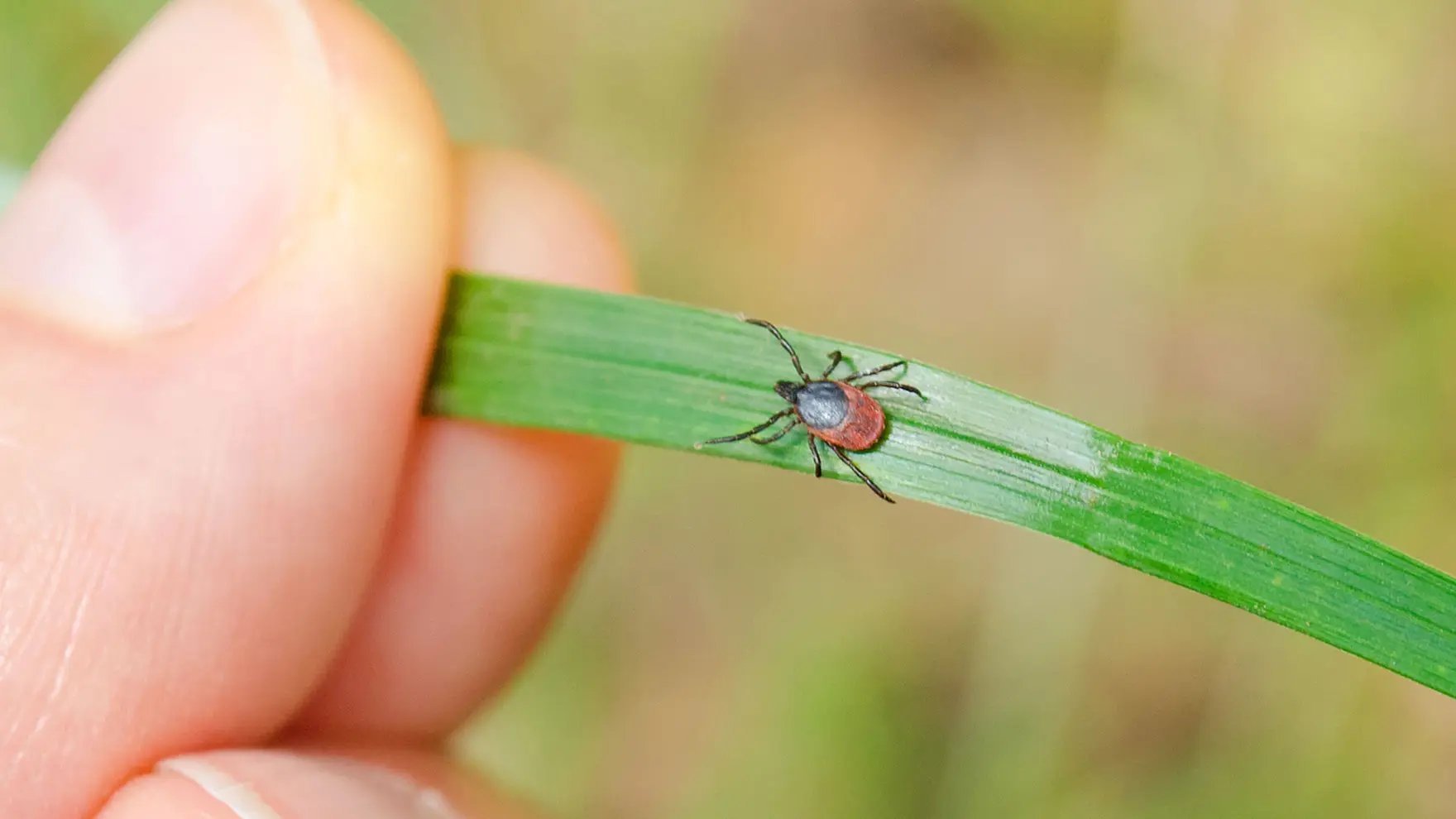 10 Essential Facts About Ticks | OFF!® Insect Repellent