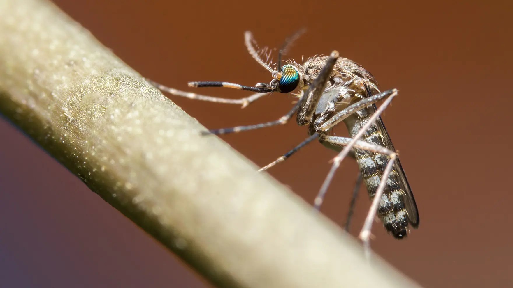Why We Need Mosquitoes: Understanding the Mosquito Life Cycle | OFF!®