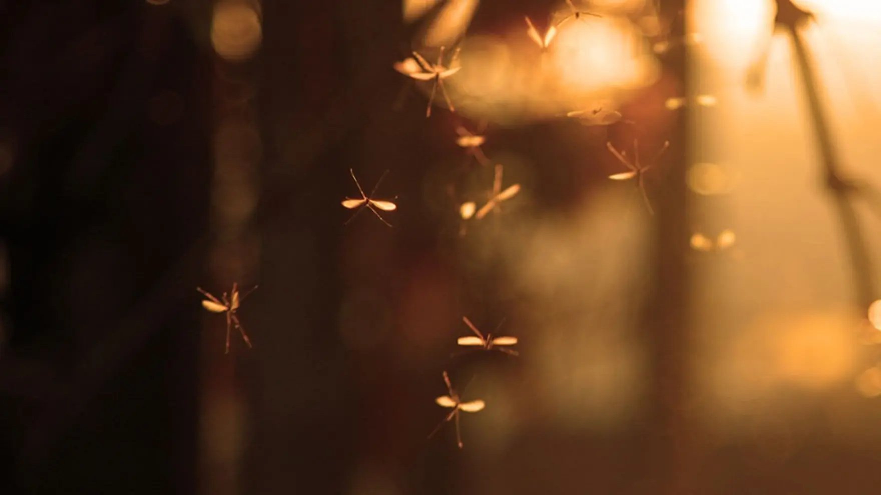 6 Common Mosquito Types: What Attracts Mosquitoes | Raid Education