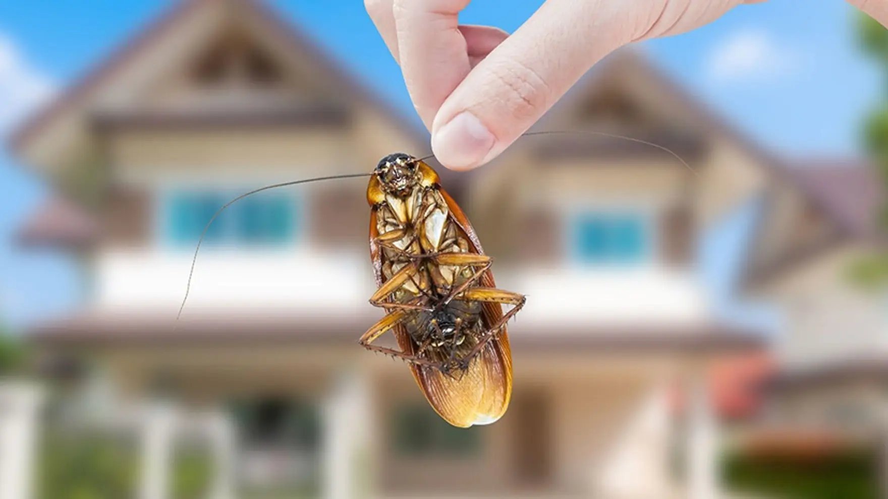 6 Ways to Help Get Rid of Bugs: Insect-Control Tips | Raid Education