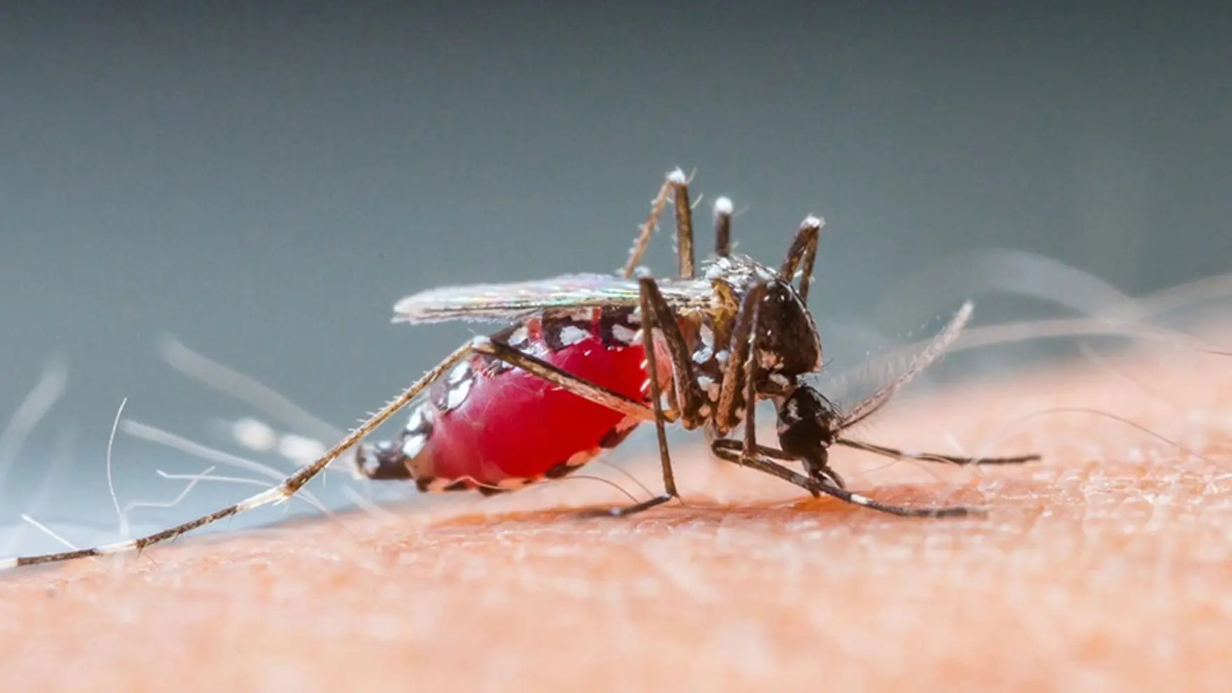 7 Facts About Mosquitoes: Why Mosquitoes Bite & More | Raid Education