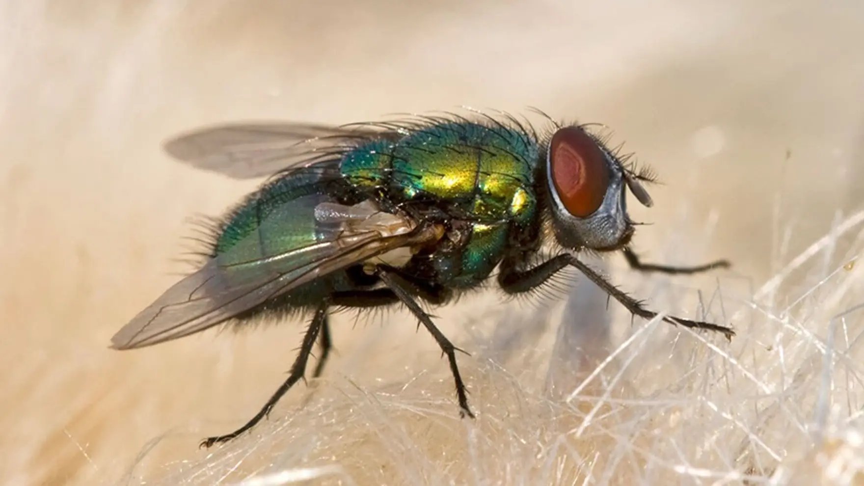 8 Facts About Flies + Help get rid of flies | Raid®