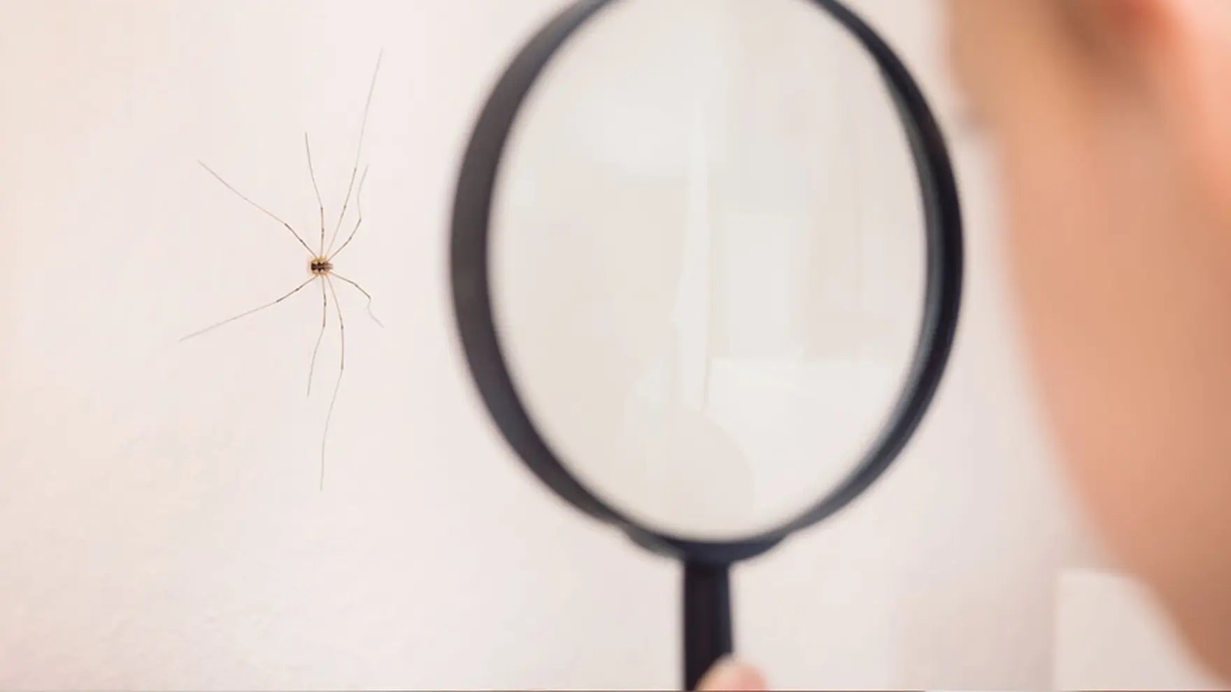 How to Identify Bugs: Why Identify Insects Before Treatment | Raid ...