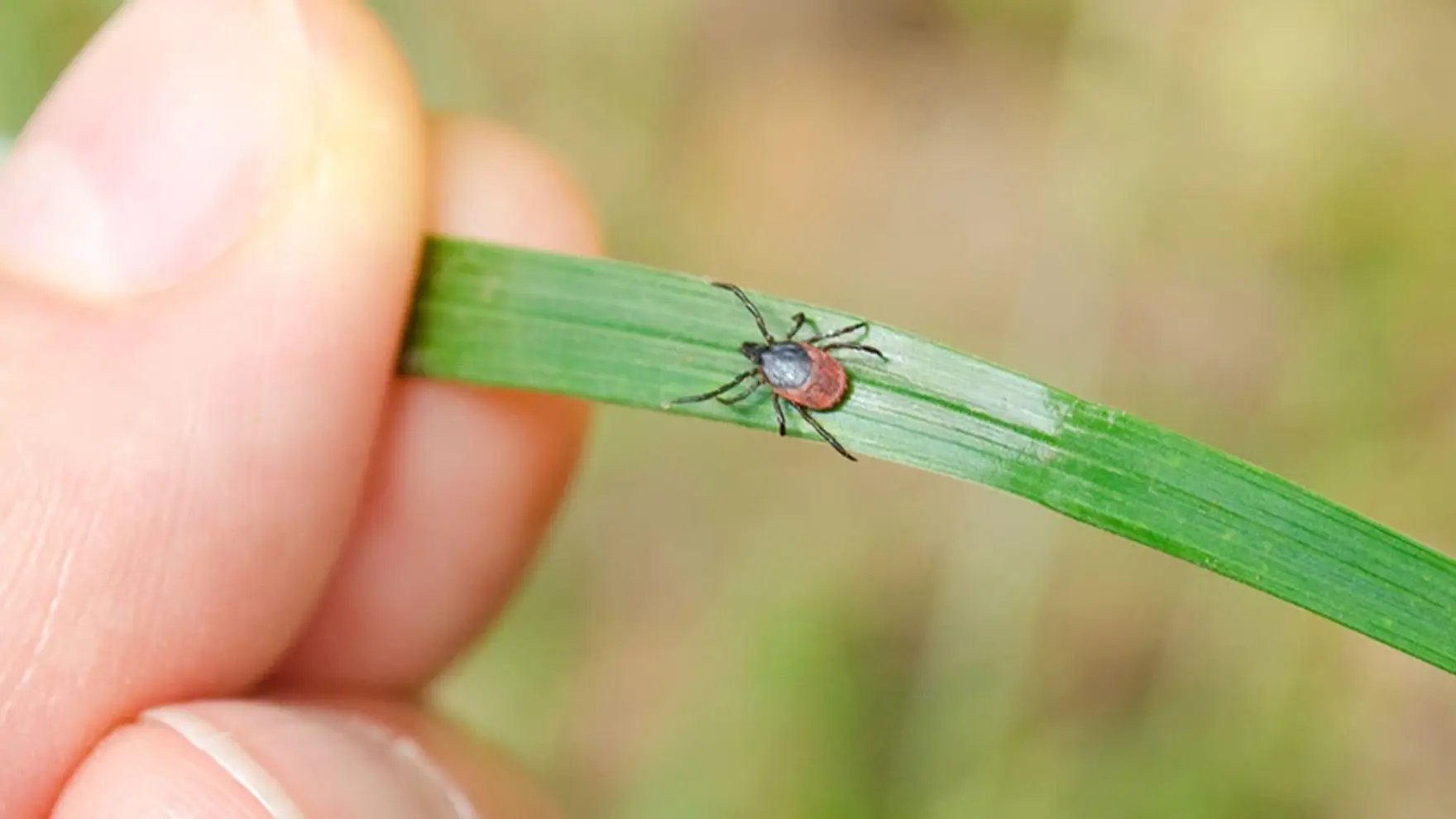 Lyme Disease: Symptoms, Treatment, & Prevention | Raid® Education