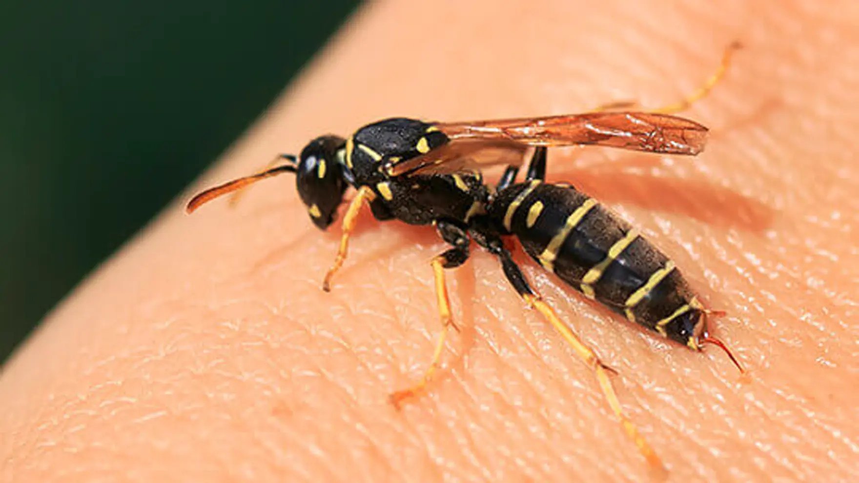 Wasp Sting Treatment, Remedies & Prevention | Raid Education
