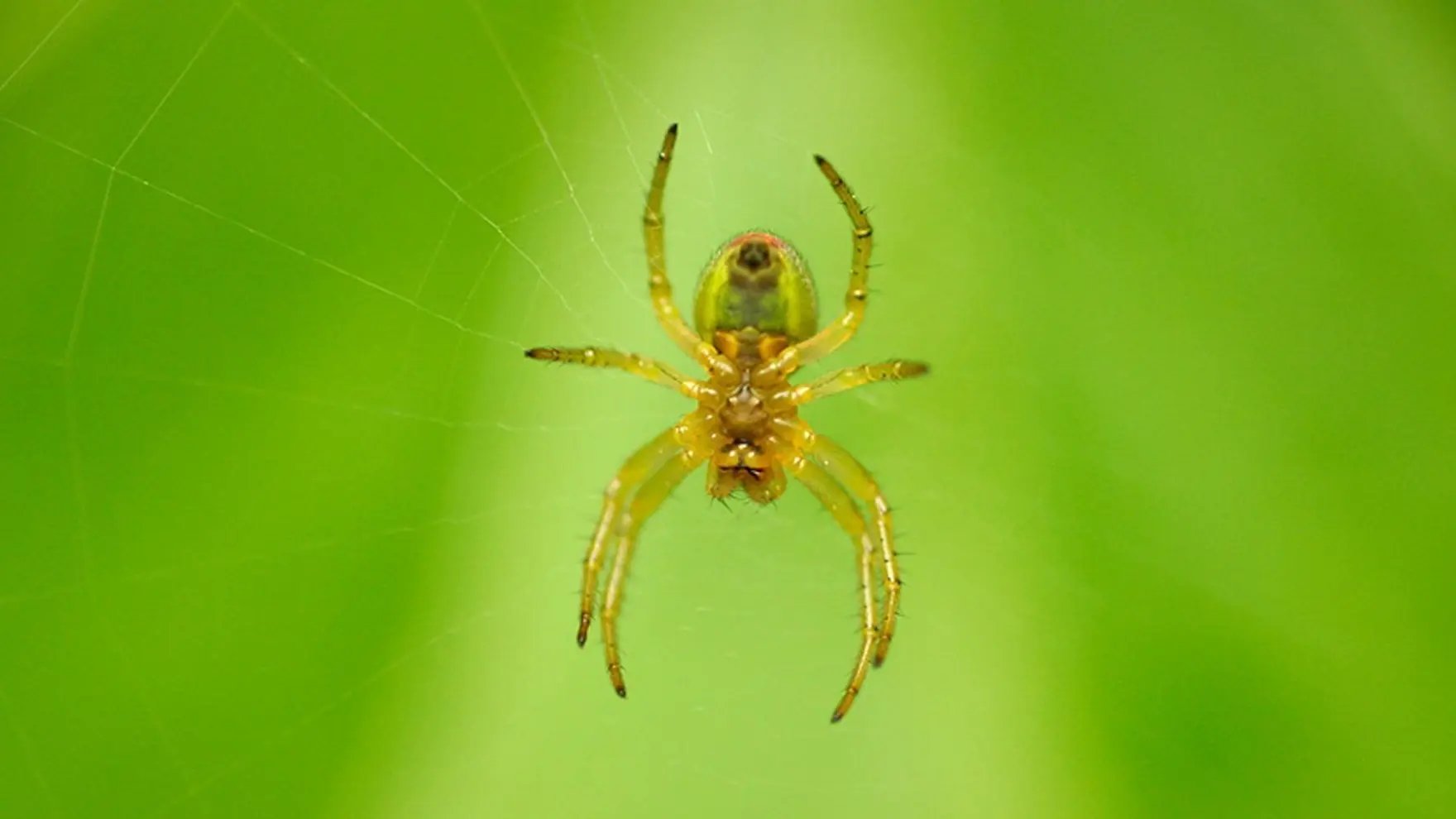 Types of Spiders – How to Identify Spider Types | Raid®