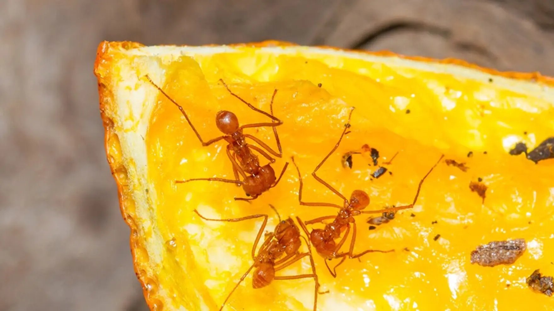 Types of Ants: Species, What They Eat & Where Ants Live | Raid Education