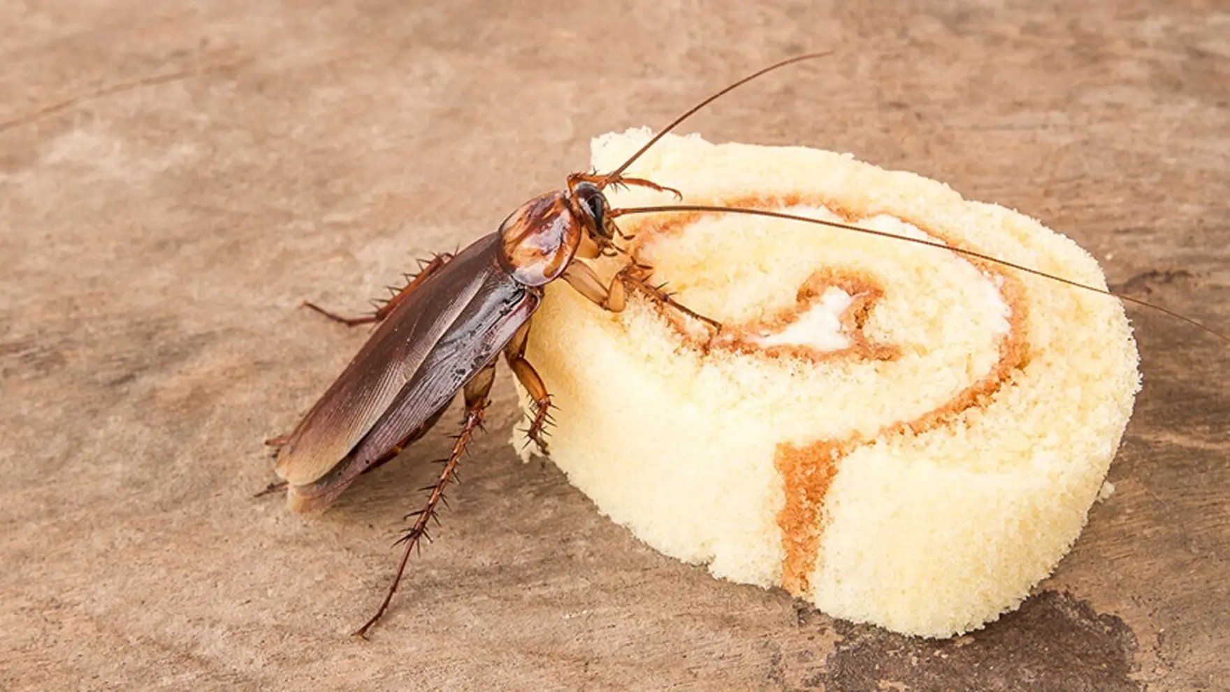 What Do Cockroaches Eat? | Raid®