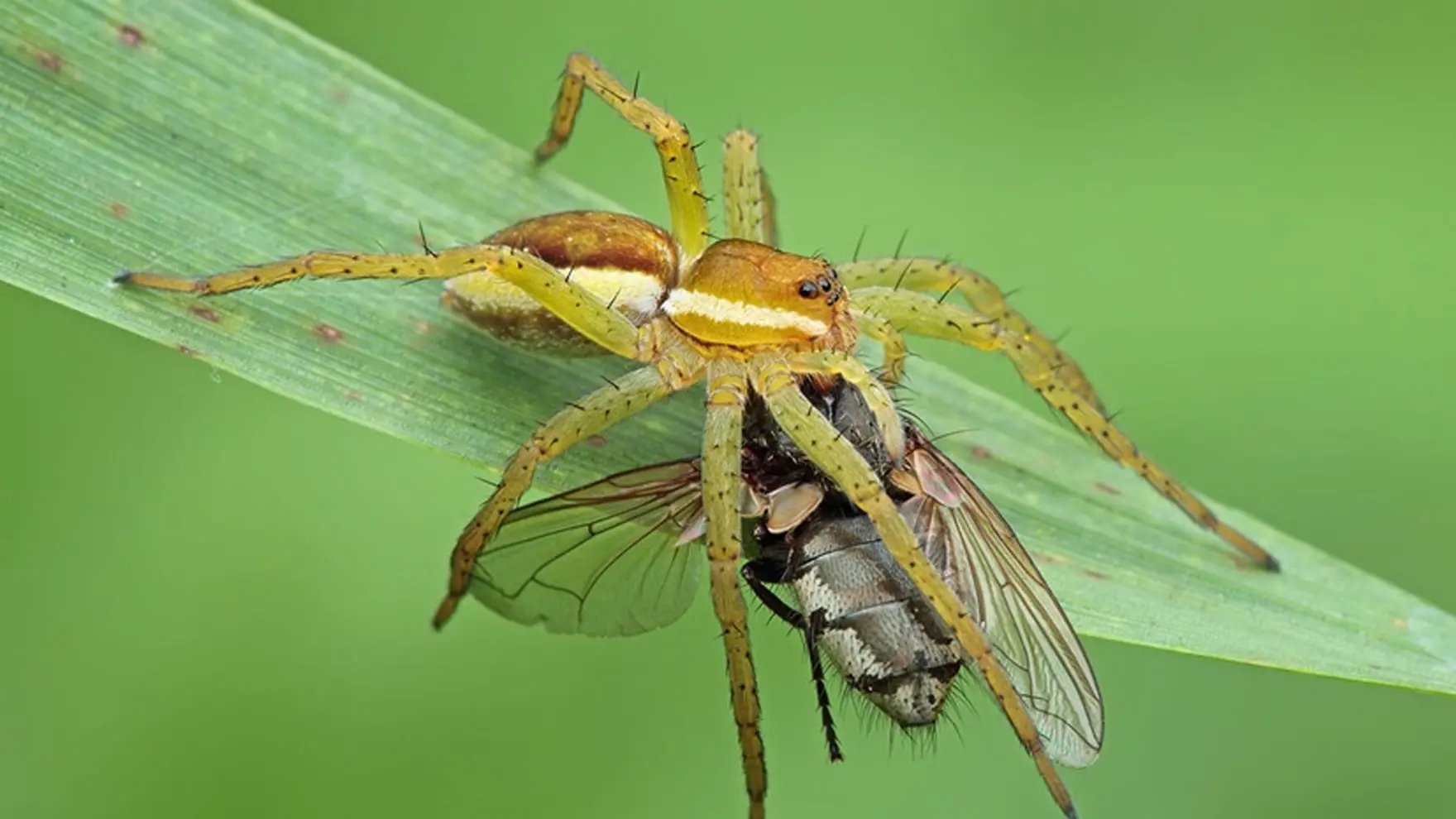 What Do Spiders Eat? – Do Spiders Eat Plants? | Raid Education