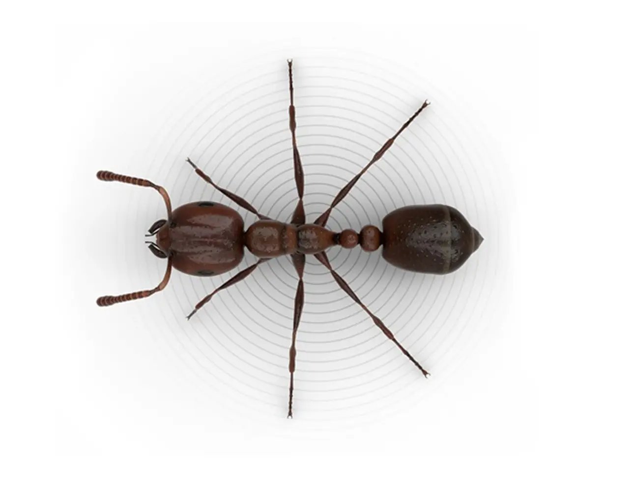 Get Rid of Fire Ants in the House | Raid Bug Basics Expert Help