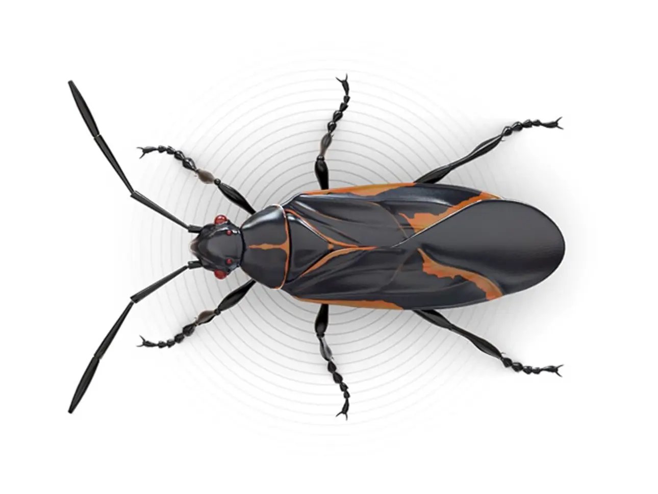 How to Get Rid of Boxelder Bugs | Raid Bug Basics Expert Help