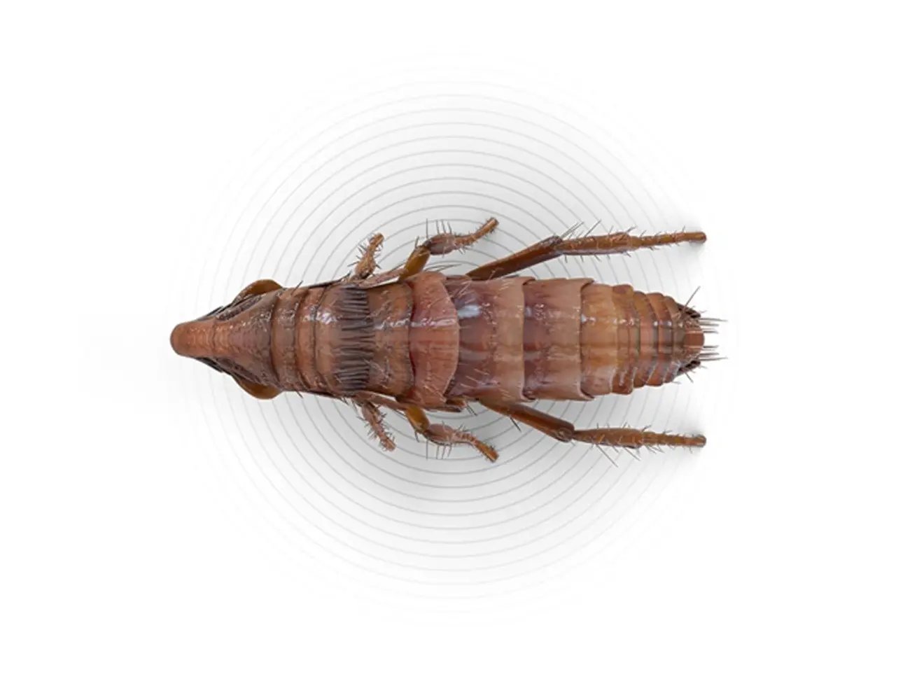 How to Help Get Rid of Fleas | Raid Bug Basics Expert Help