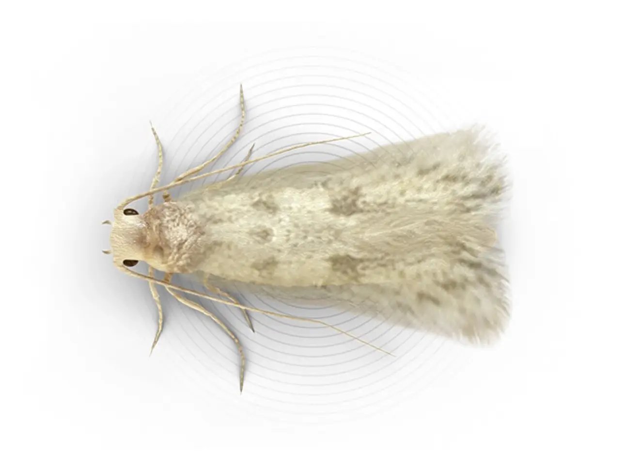 How to Get Rid of Clothes Moths | Raid Bug Basics Expert Help