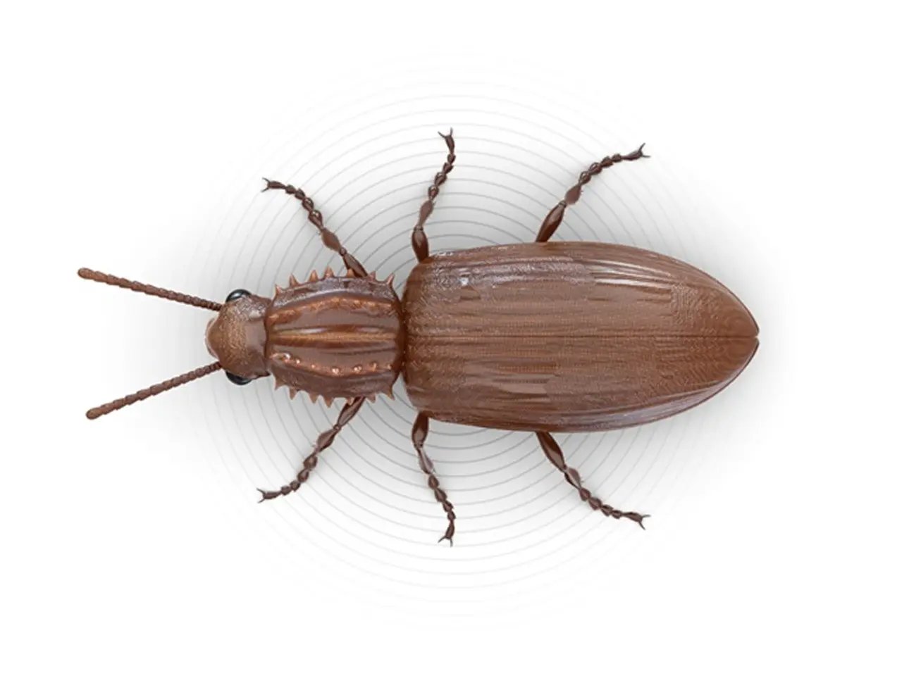 How to Get Rid of Pantry Beetles | Raid Bug Basics Expert Help