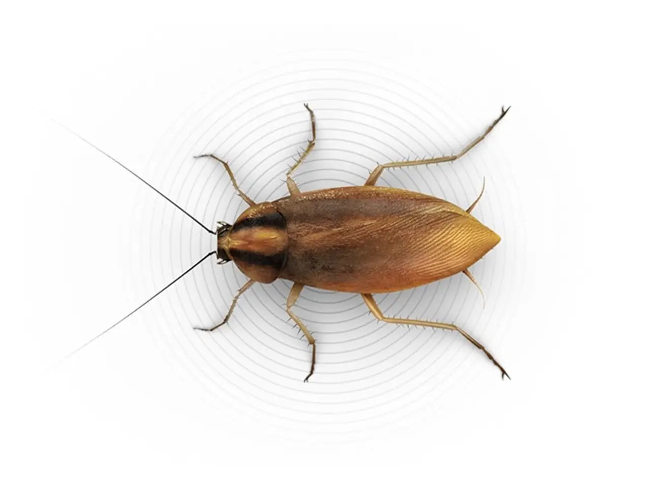 Large Roaches: Getting Rid of American Cockroaches | Raid Bug Basics