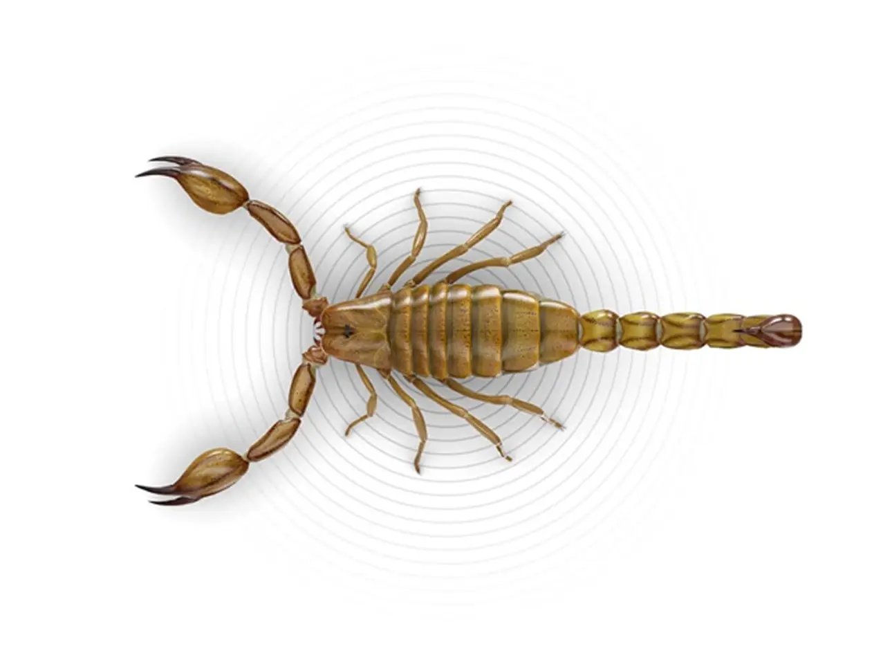 How to Get Rid of Scorpions | Raid Bug Basics Expert Help