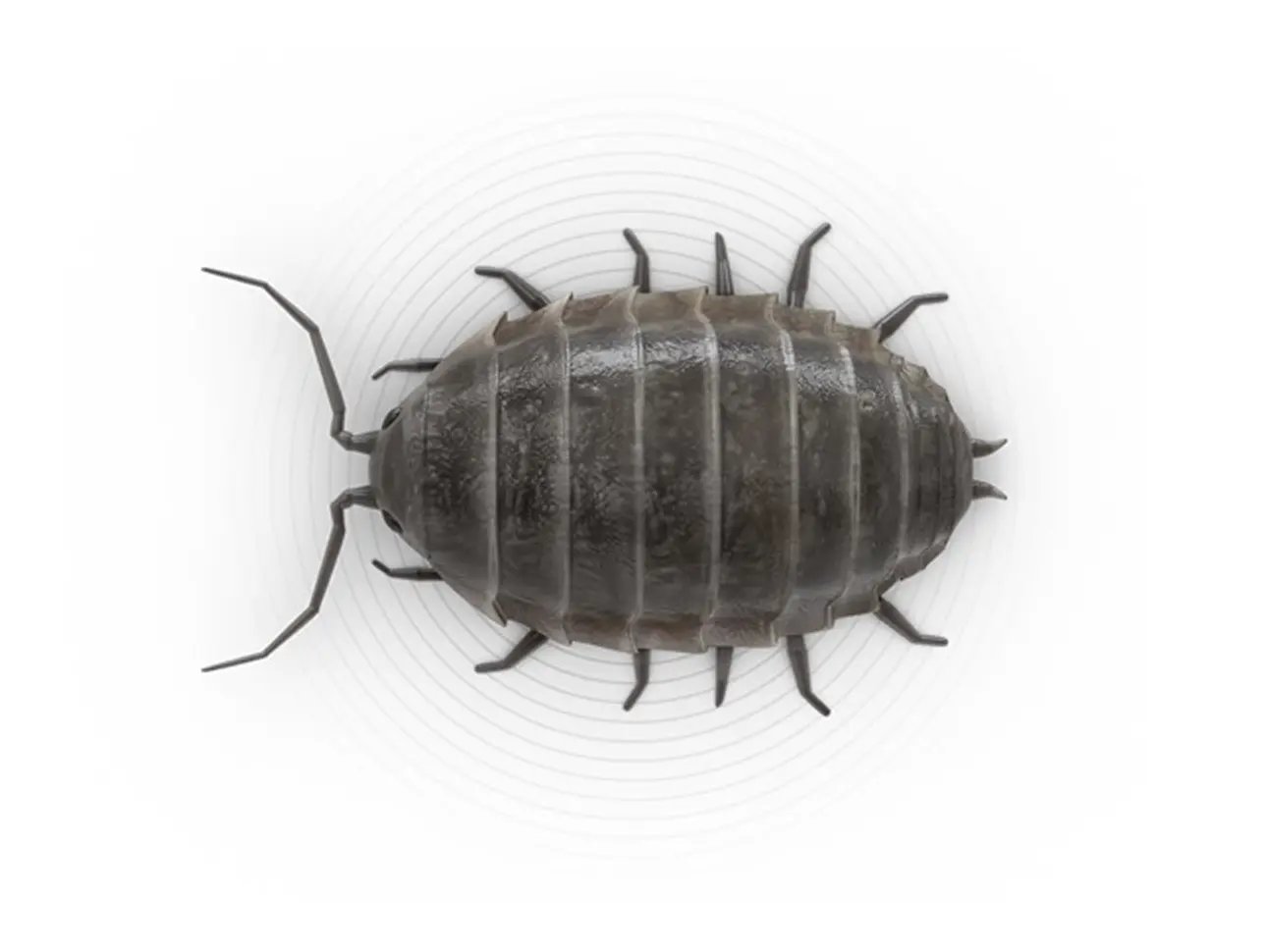 How to Get Rid of Sowbugs & Pillbugs | Raid Bug Basics Expert Help