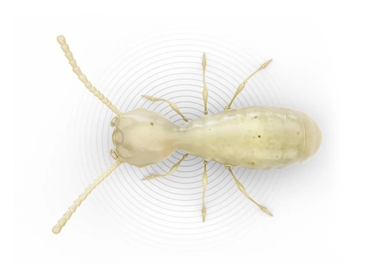 How to Get Rid of Termites | Raid Bug Basics Expert Help