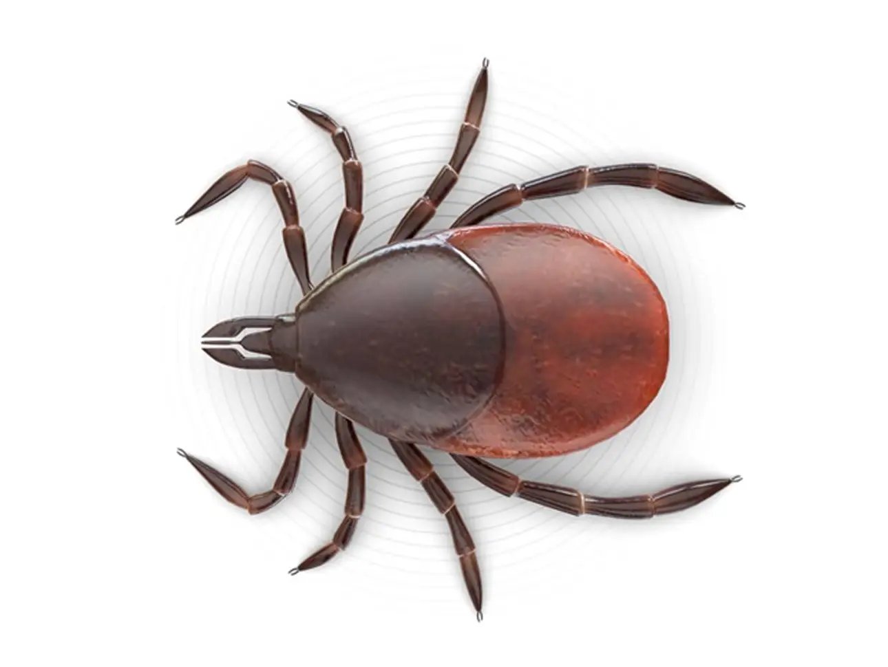 Comment se débarrasser des tiques dans son jardin | Conseils d'experts ...