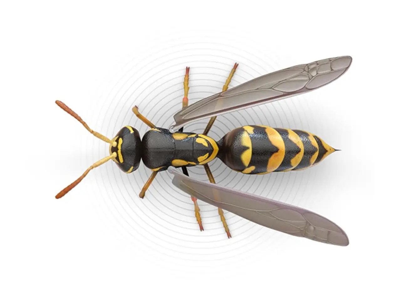 How to Get Rid of Wasp Nests | Raid Bug Basics Expert Help