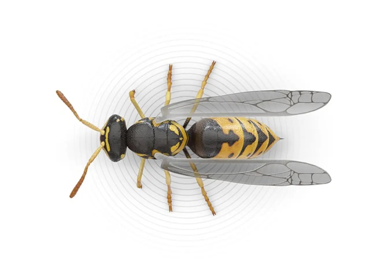 How to Get Rid of Yellow Jackets | Raid Bug Basics Expert Help