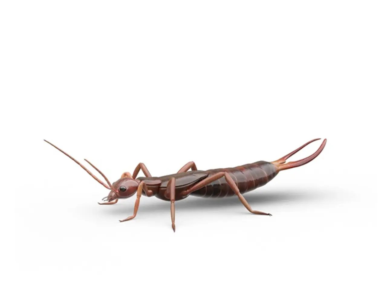 How to Get Rid of Earwigs in Your Home | Raid® Bug Basics Expert Help