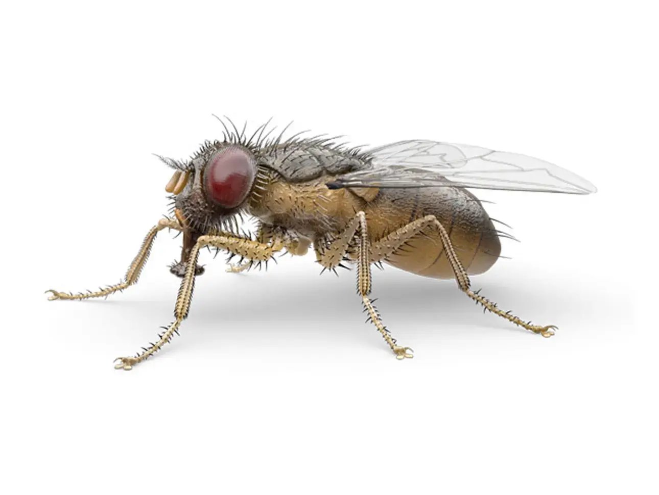 How to Keep Indoor Breeding Flies Away | Raid® Bug Basics Expert Help