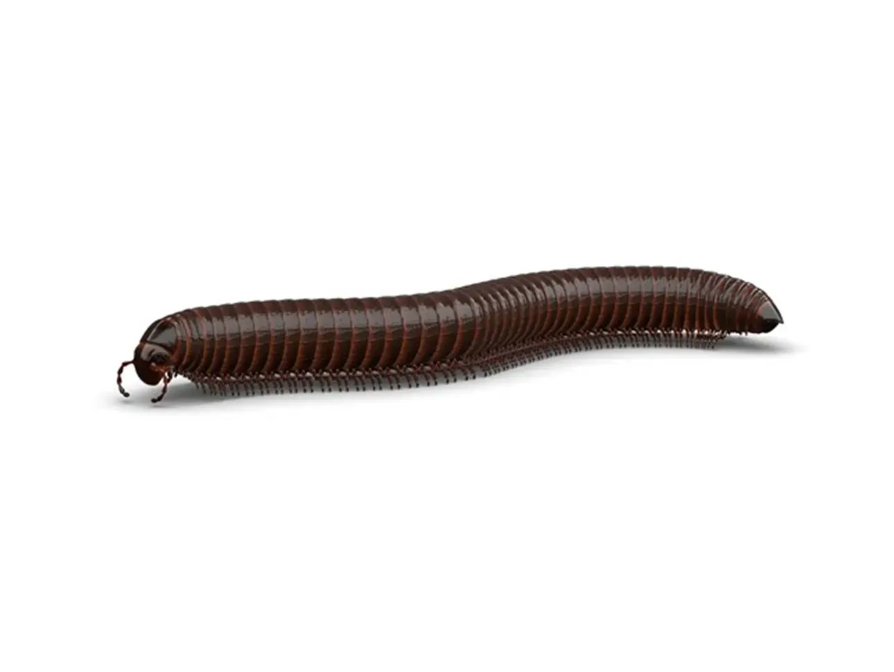 How to Get Rid of Millipedes | Raid® Bug Basics Expert Help