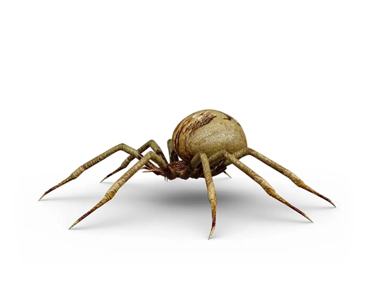 How to Get Rid of Spiders In Your Home | Raid Bug Basics Expert Help