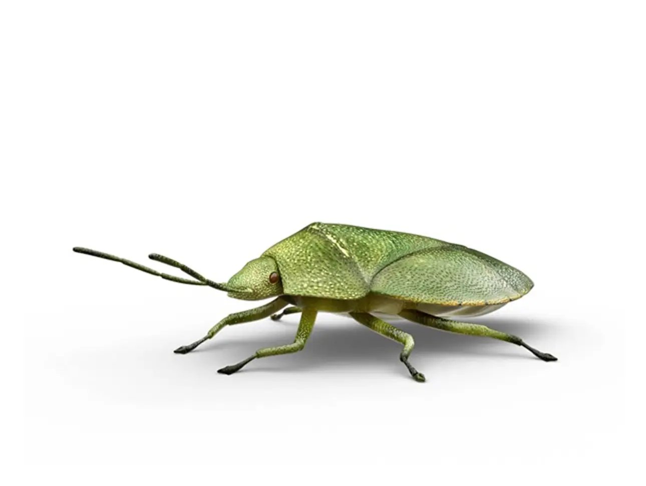 How to Get Rid of Stink Bugs | Raid Bug Basics Expert Help