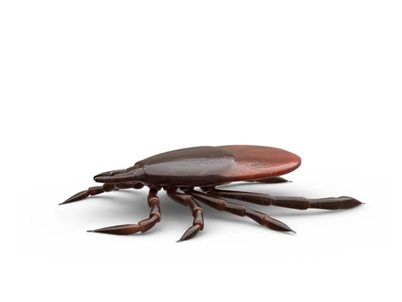 How to Get Rid of Ticks in Your Yard | Raid Bug Basics Expert Help