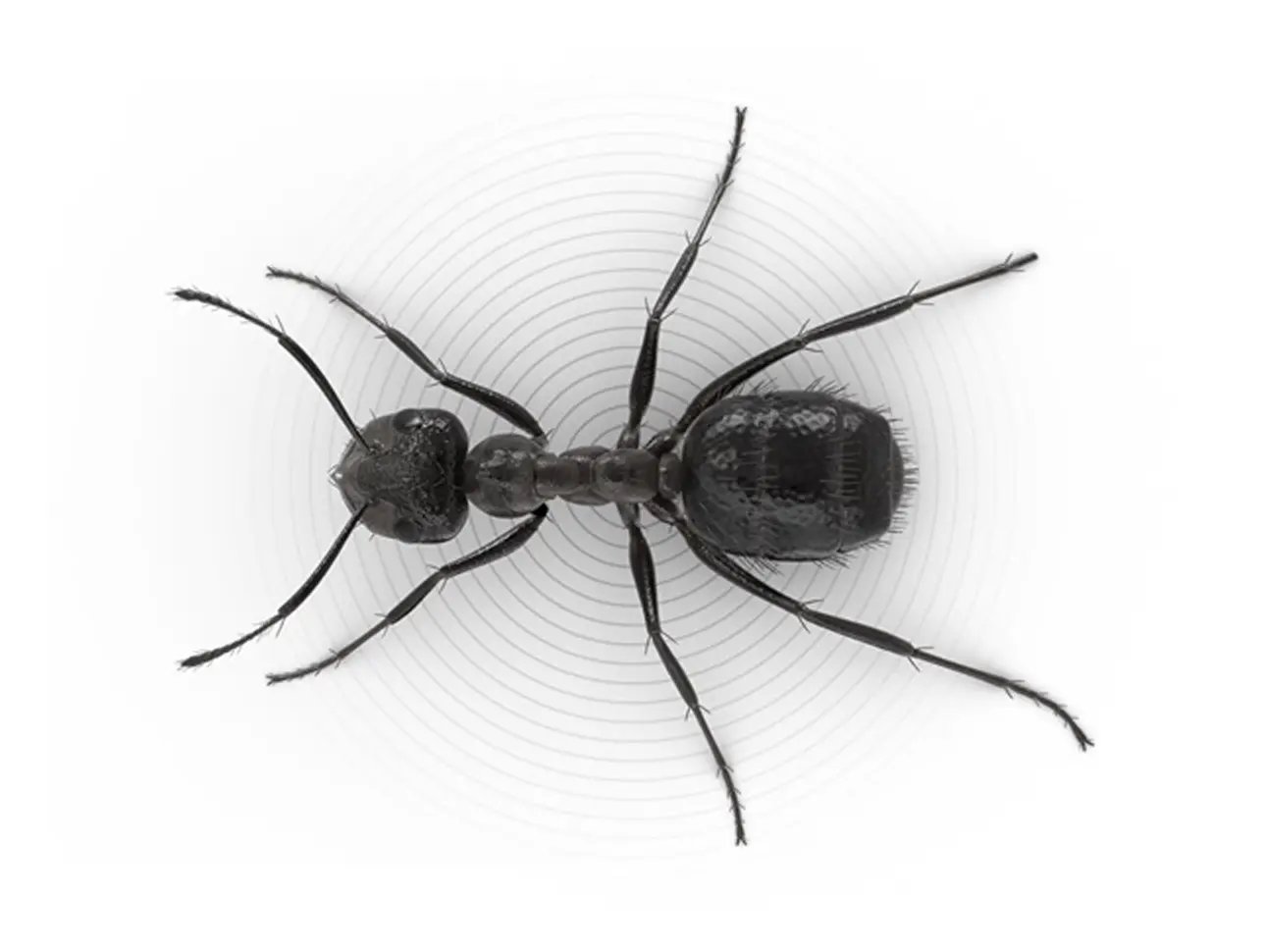 Formiche fastidiose | Come liberarsi delle formiche in casa | Raid® Bug ...