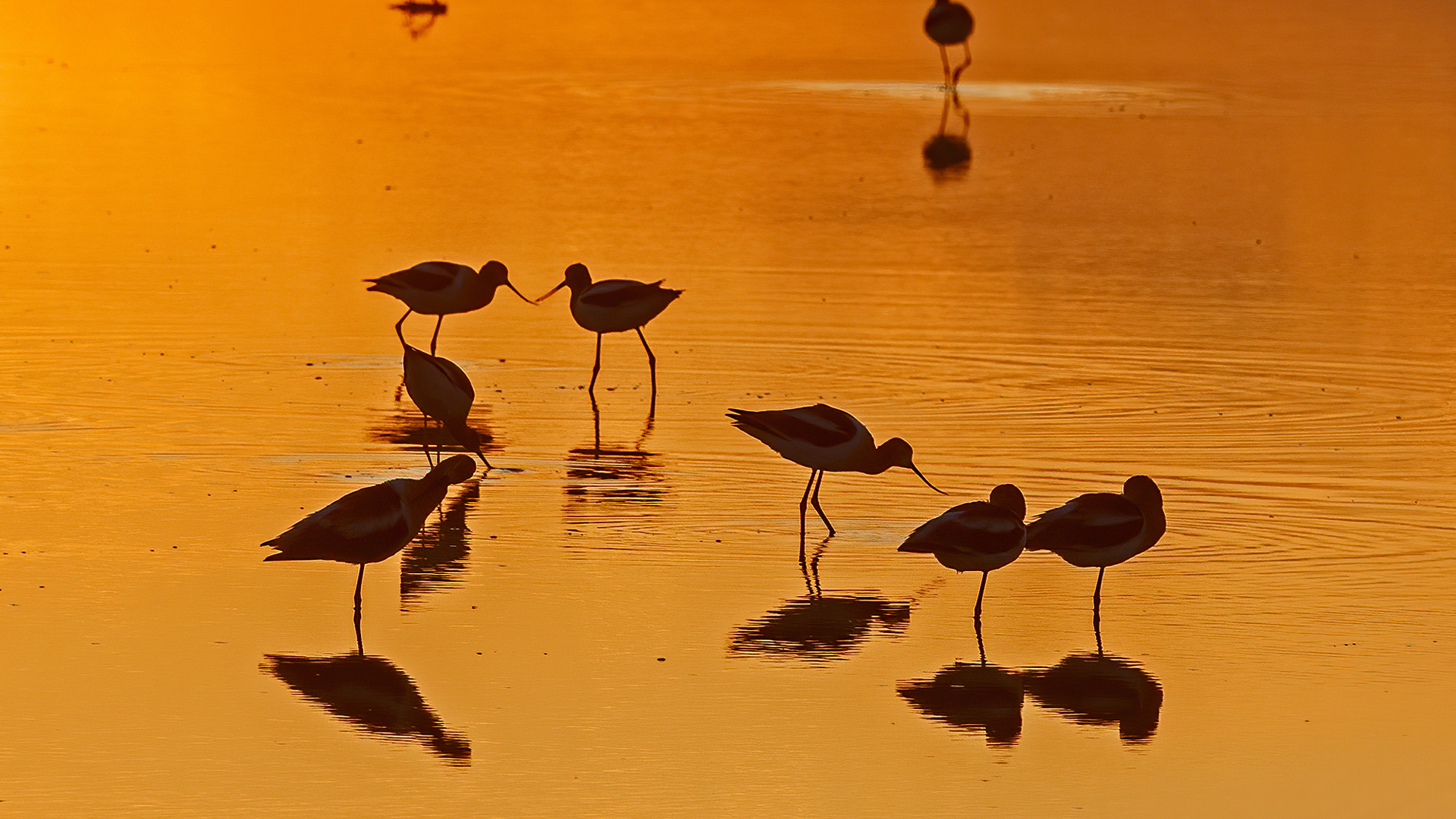 Saskatchewan’s Springtime Bird Spectacle | Tourism Saskatchewan