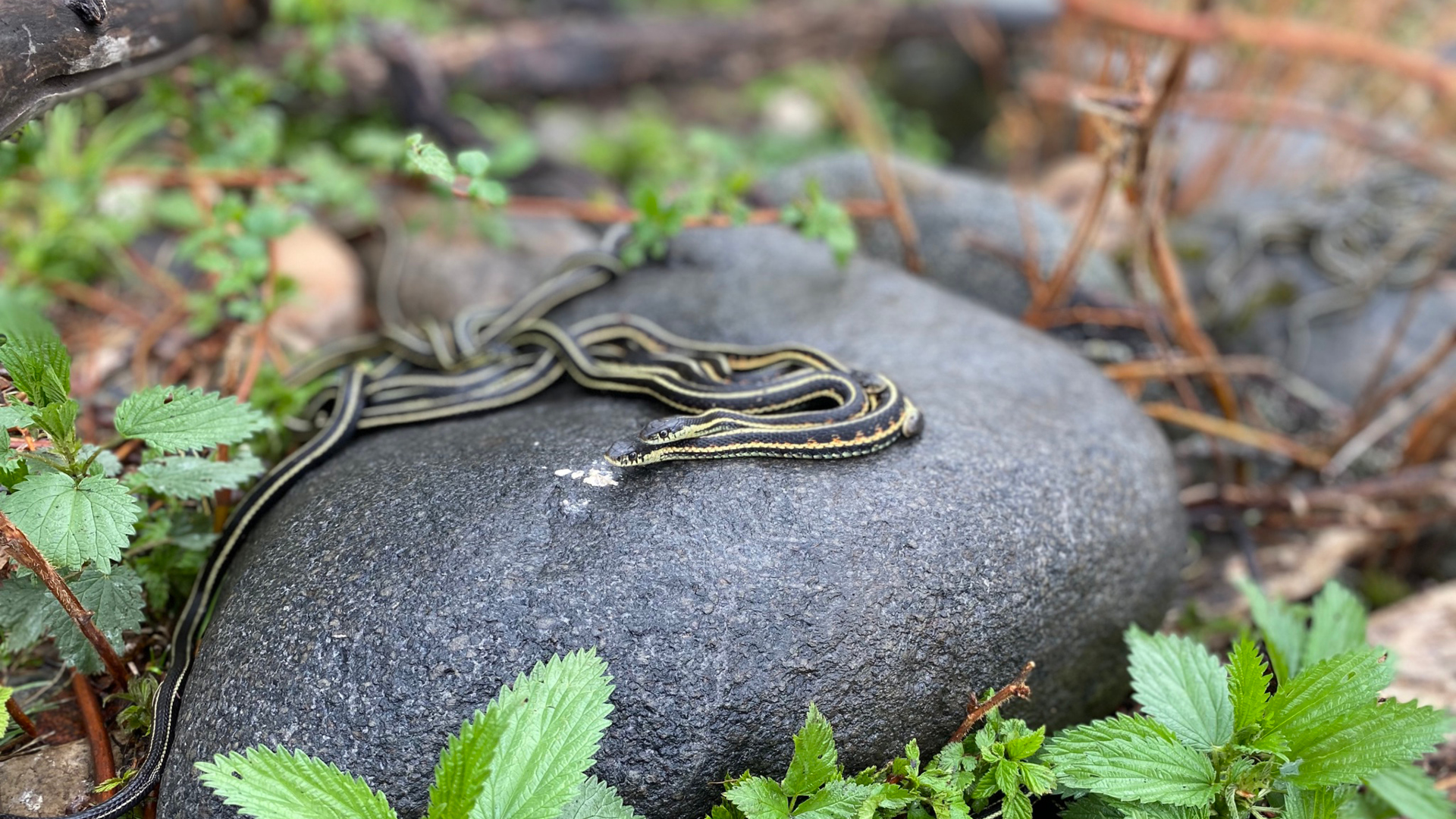 The birds, bees and snakes: A trip to the snake hibernaculum at Fort ...