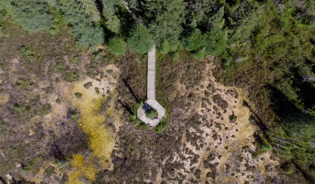 Where to See Larch Trees in Saskatchewan | Tourism Saskatchewan