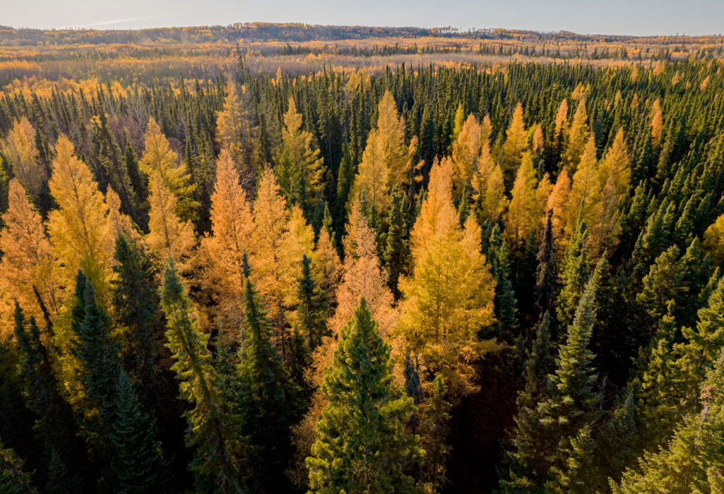 Where to See Larch Trees in Saskatchewan | Tourism Saskatchewan