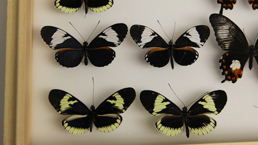 A single genetic switch changes butterfly wing color - UChicago Medicine