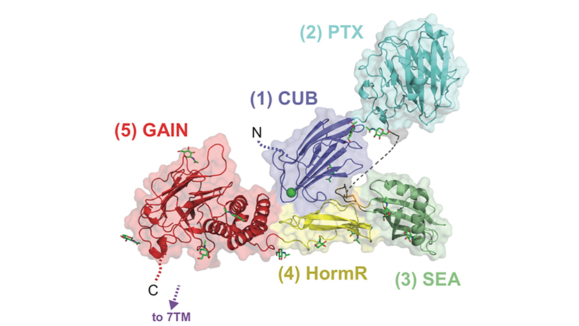 Piecing together the puzzle: Understanding protein structure can lead ...