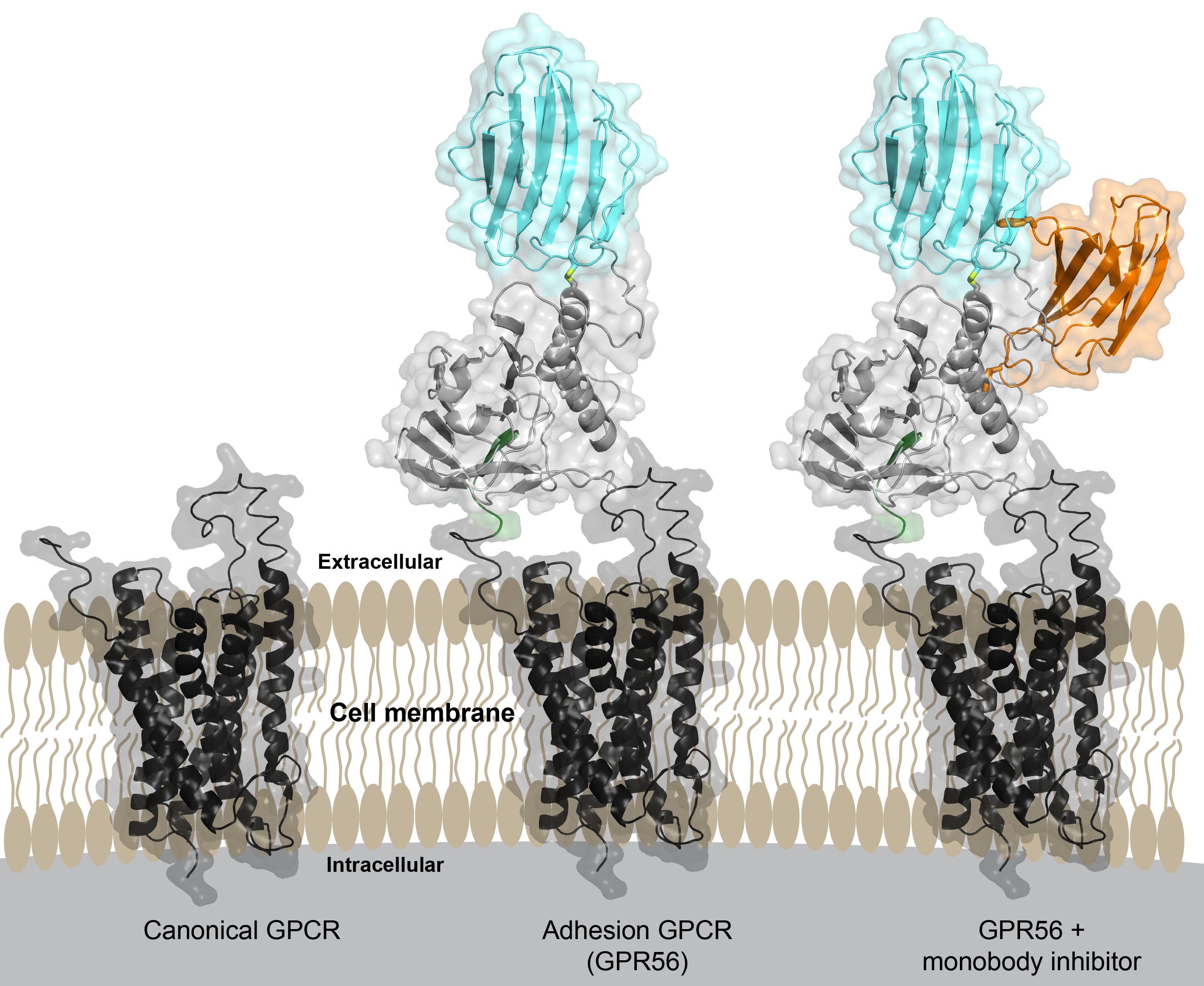 Researchers describe key protein structure that could assist drug ...