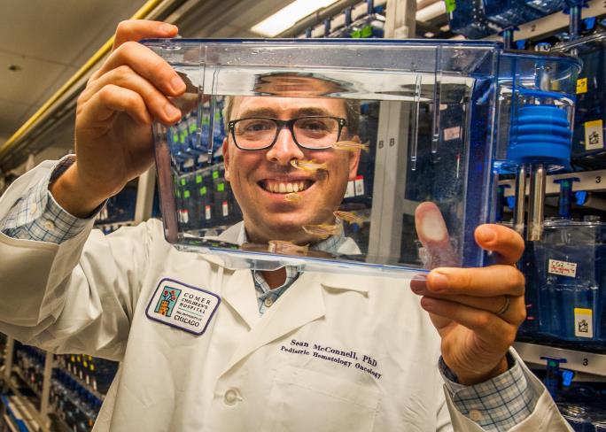 The zebrafish can teach us a lot about the immune system - UChicago ...