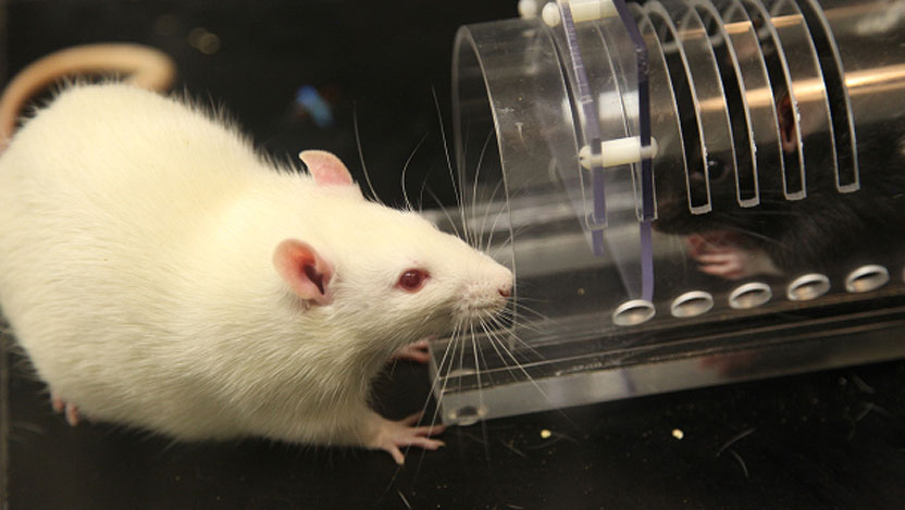 Anti-anxiety medication limits empathetic behavior in rats - UChicago ...