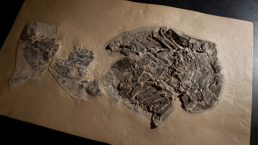 Ancient fossil adds to the shark family tree - UChicago Medicine