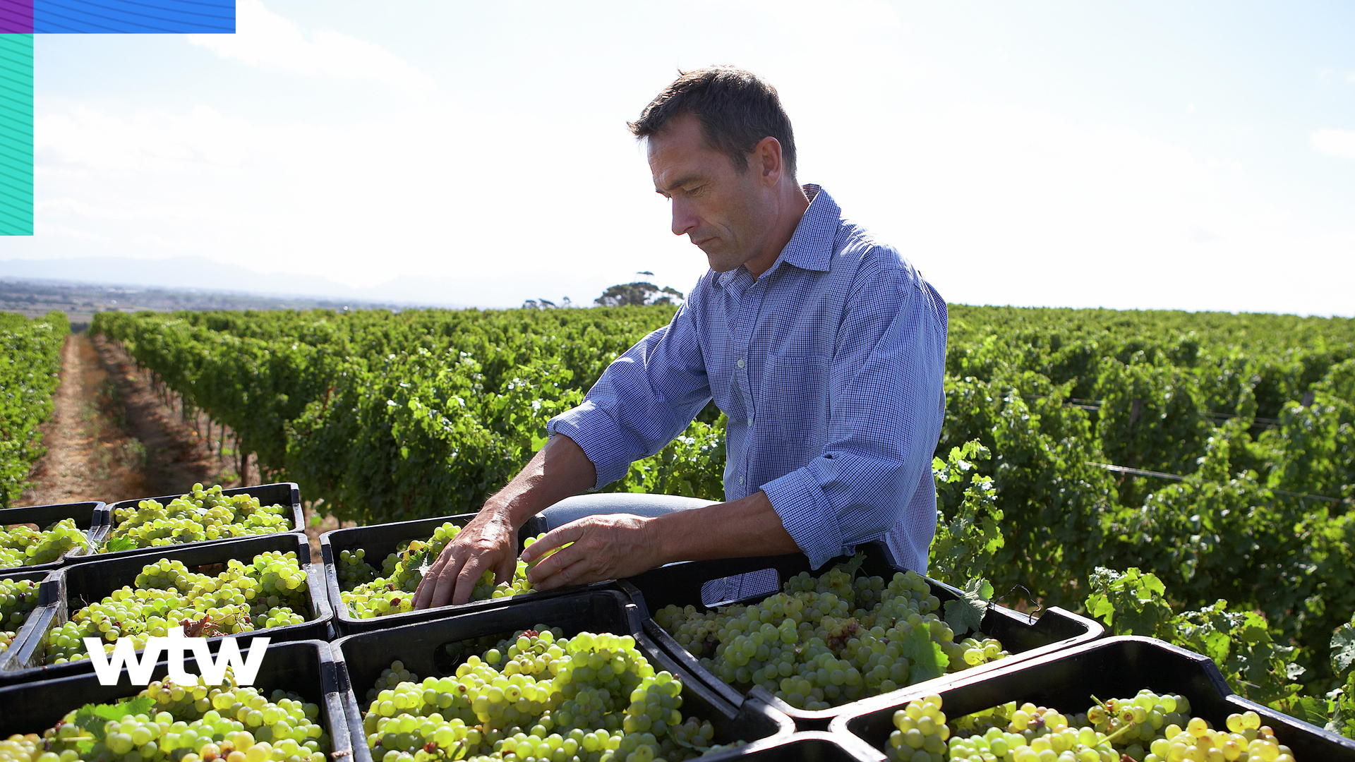 Assurance paramétrique vignes et arbres fruitiers Vign’ Protect - WTW