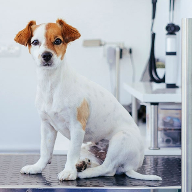 Virtual Veterinary Academy Courses | Online Veterinary Education | WorldStrides