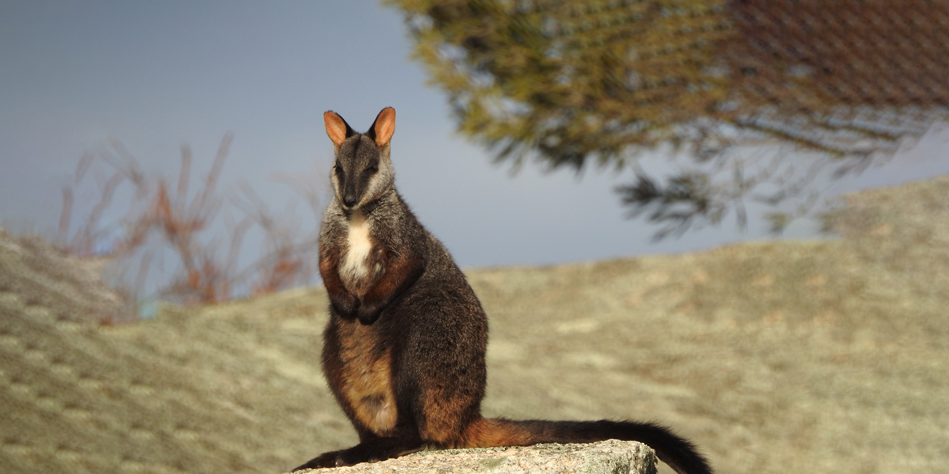 How you’re helping to save an endangered wallaby - Zurich Australia